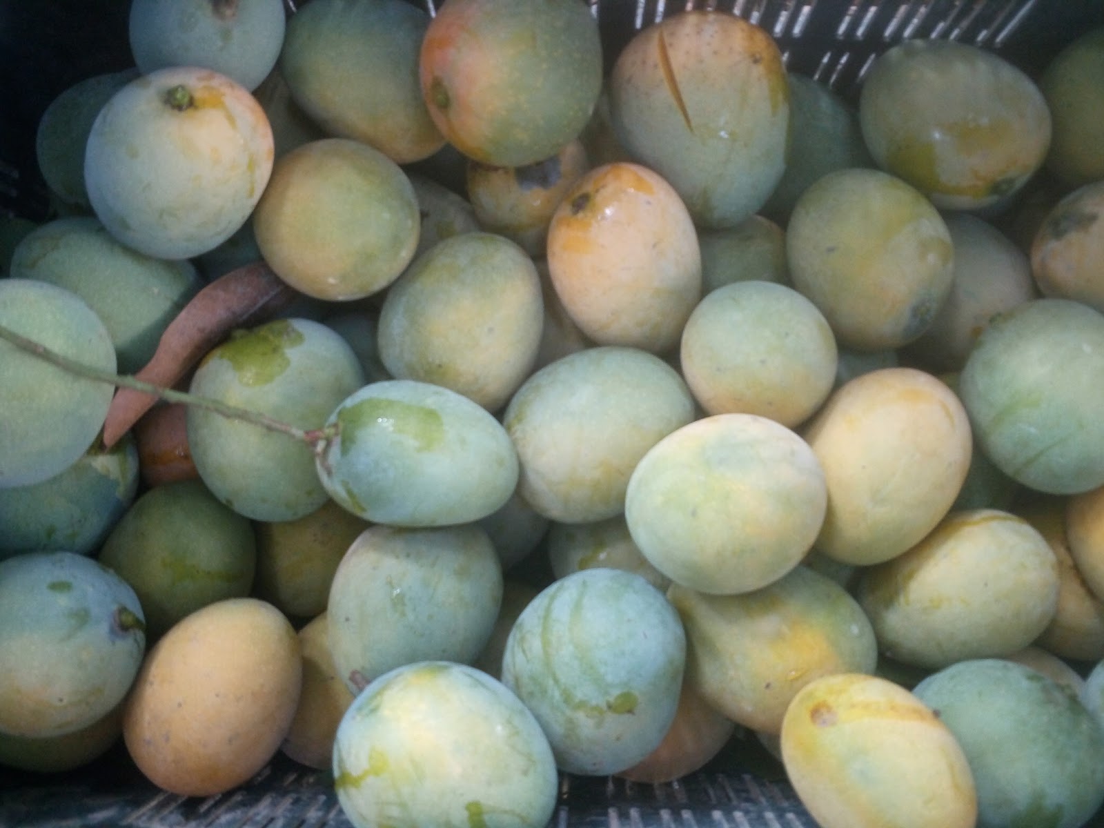 THARU DR AJAY KUMAR OJHA: Jarda Mango : Unique Mango with Amazing Aroma ...