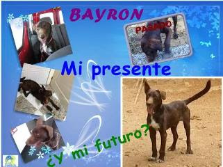 NOBLE GALGO: Seis meses, 28 almas! SOS (Sevilla)