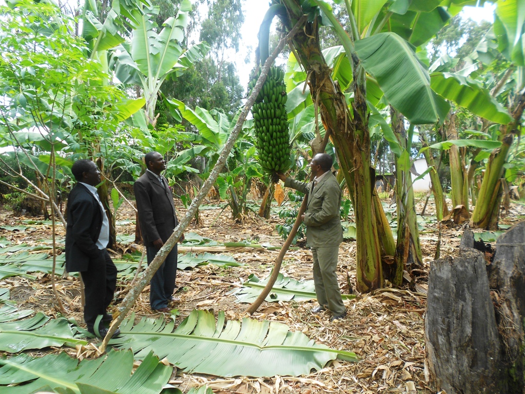 Bukoba Jamii: Nakagua Shamba Langu Kanali Masawe