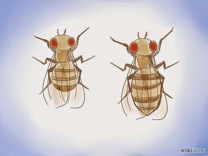 Drosophila Heterochromatin: May the Fourth Be With You: The Eyes Have ...