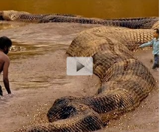 Giant Anaconda | World's biggest python snake found in Amazon river ...
