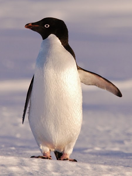 Adelie Penguin Fun Animals Wiki Videos Pictures Stories adelie-penguin-fun-animals-wiki-videos-pictures-stories