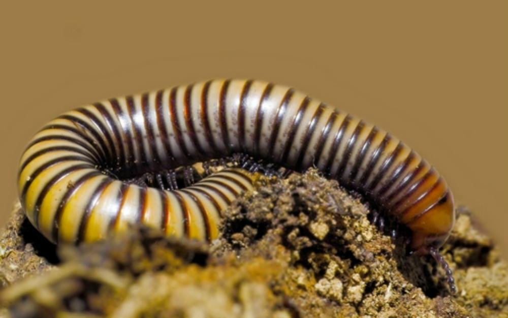 Curiosidades del reino animal: ¿cuantos pies tiene un milpiés?
