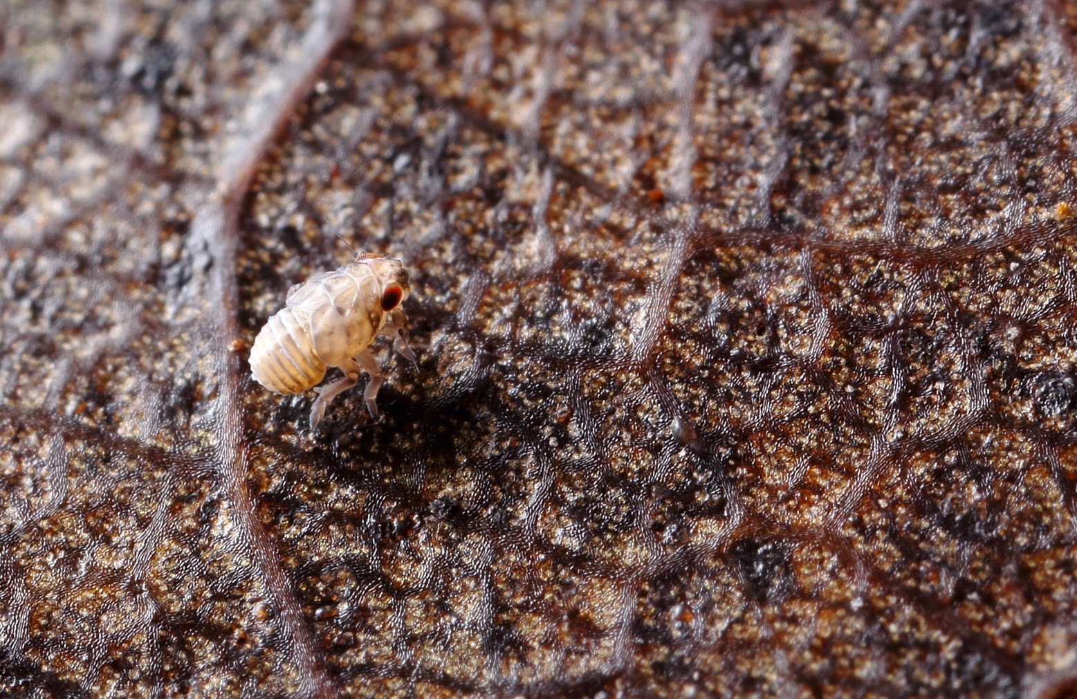 JJ's Photographic nature blog: Flapjack bugs me...