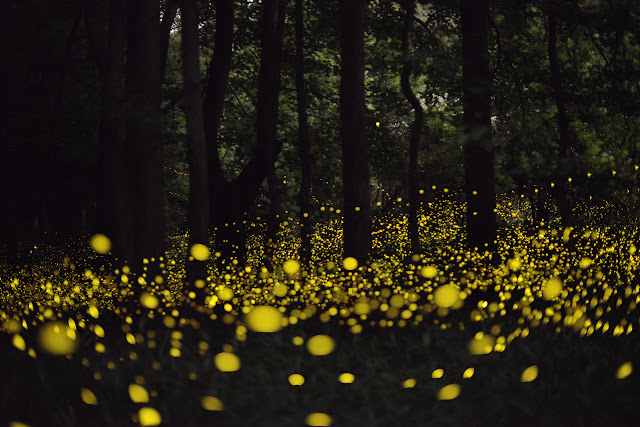 Old European culture: Fireflies