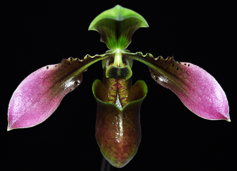 Paphiopedilum appletonianum orchid plant care and culture | Travaldo's blog