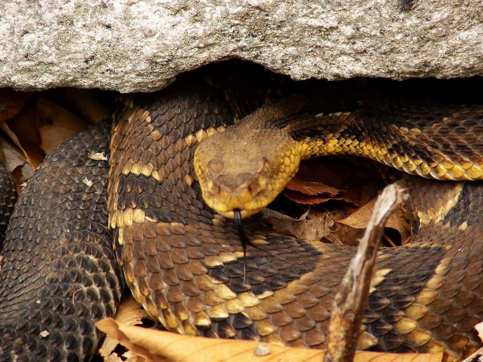 Connecticut Fly Angler: Snakes