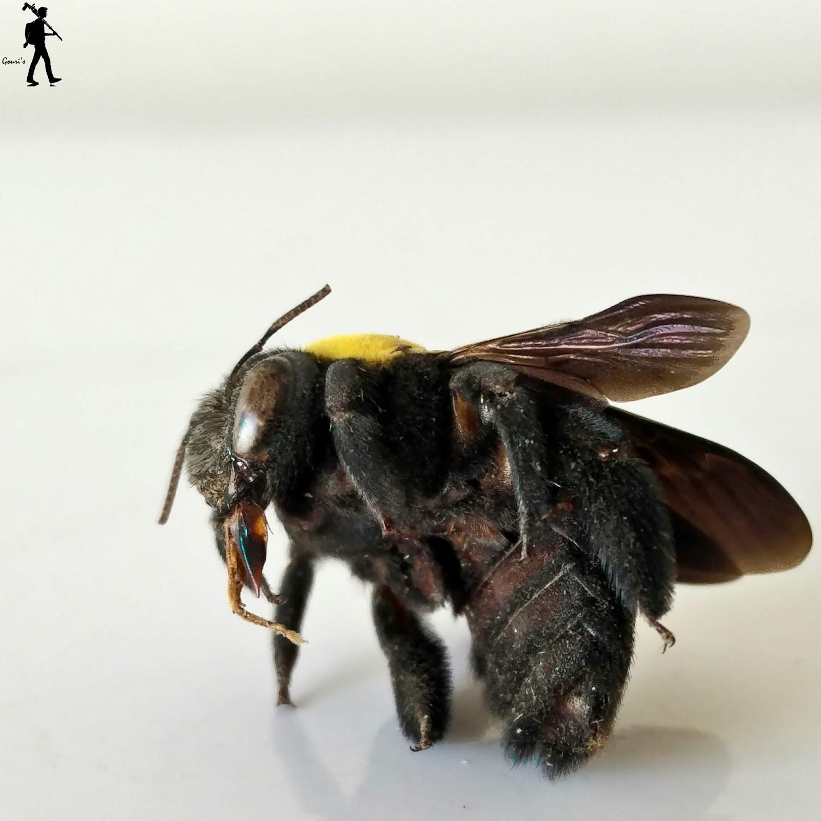 insects names in kannada