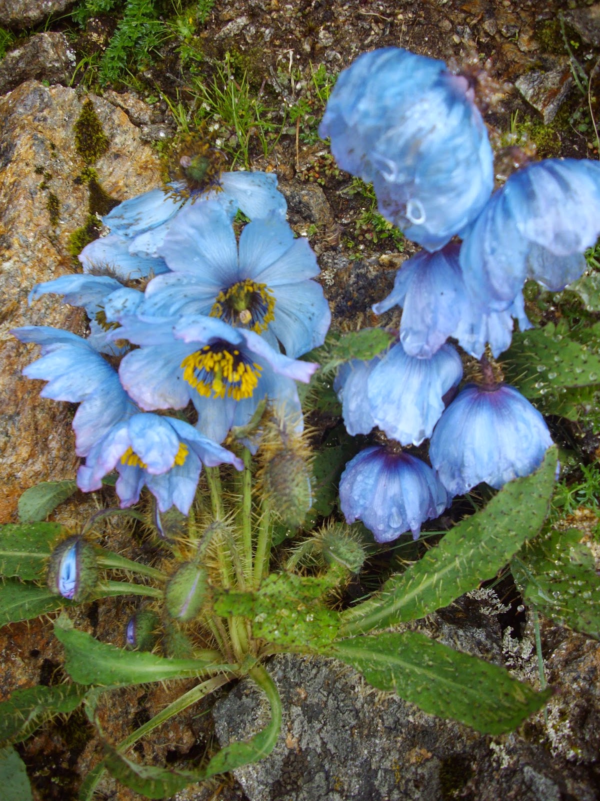 Meconopsis World - A Visual Reference: April 2015