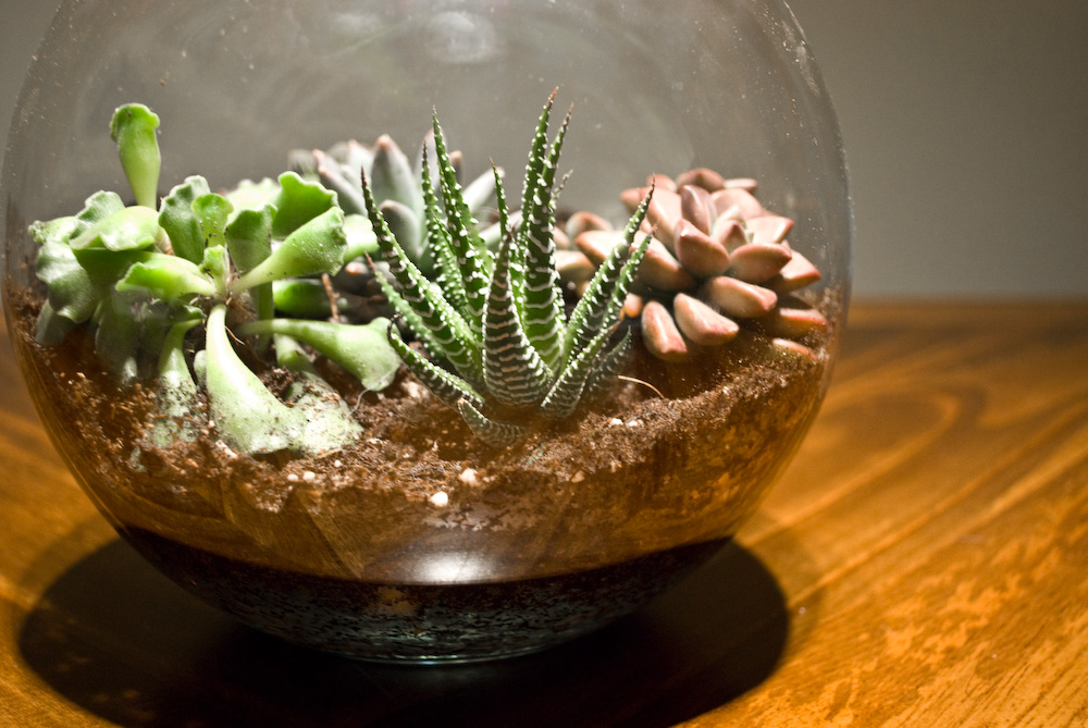 Recipes for a Quarterlife: Totally Tubular Terrarium Tutorial