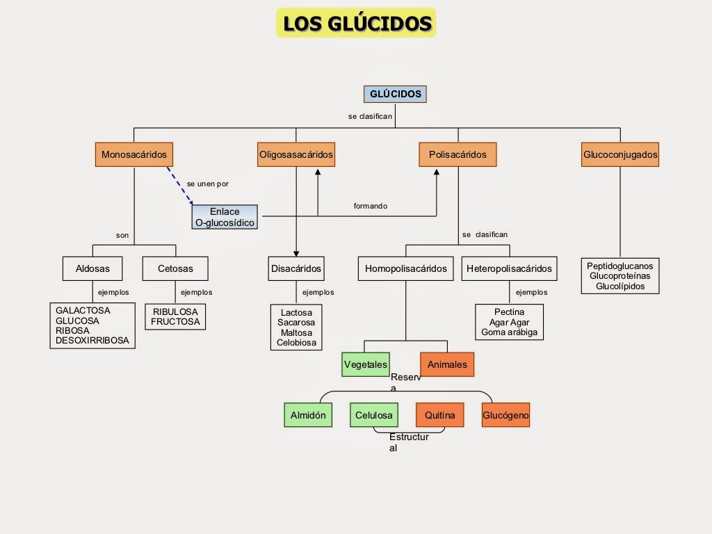 biologia2bachcamp: 2º BACHILLERATO. TEMA 2. GLÚCIDOS