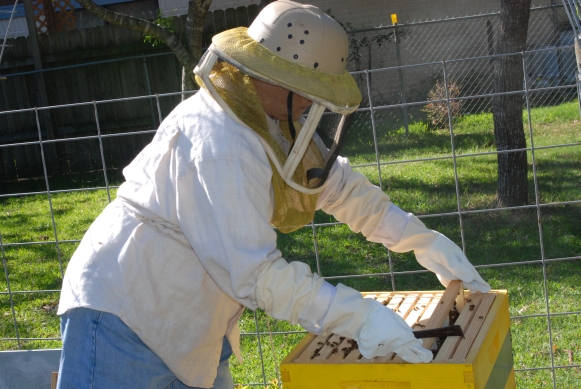 Lehmann Beekeeping and Apiary