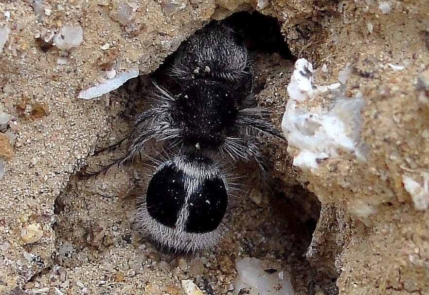 Caminantes del Desierto: LA HORMIGA PANDA. UNA MARAVILLOSA AVISPA