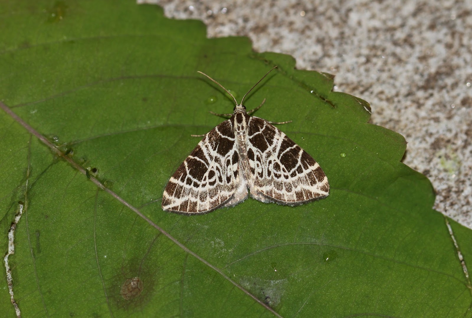 Central and East Lakes Rangers: Touch-Me-Not Balsam and Netted Carpet ...
