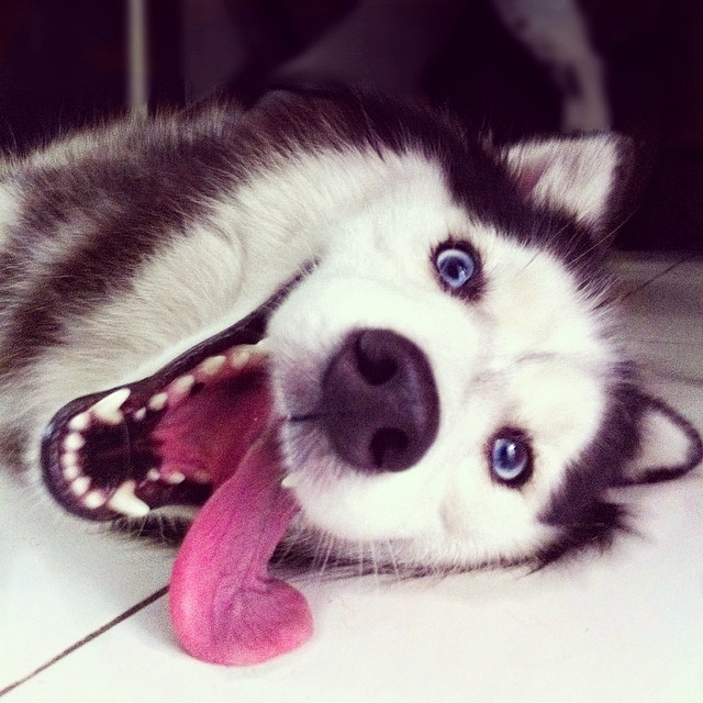 White Wolf : Happiest Siberian Huskies Who Show The Best Smiles