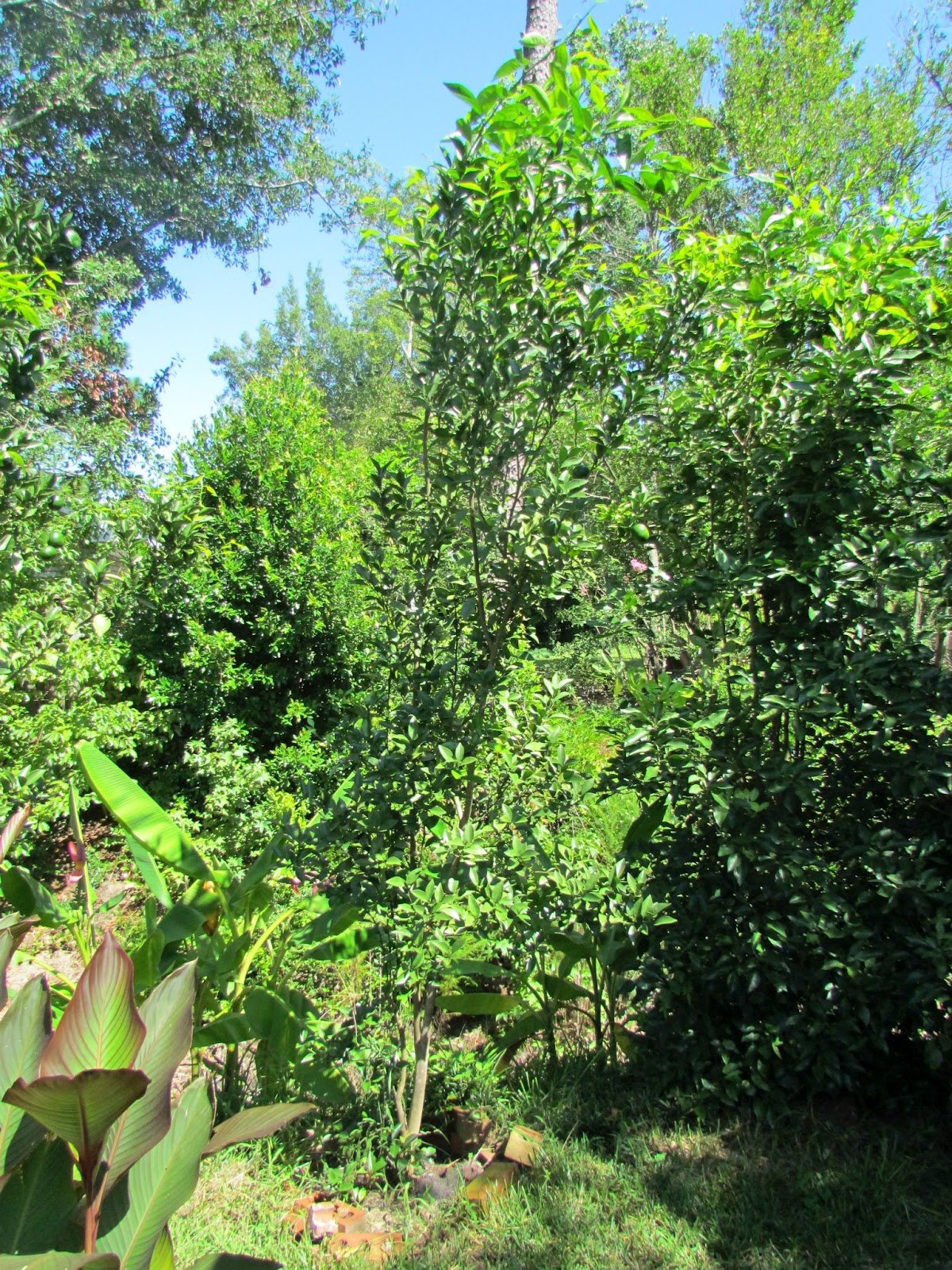 Tim's Backyard: Changsha Mandarins: Their Fruit and Their Pests