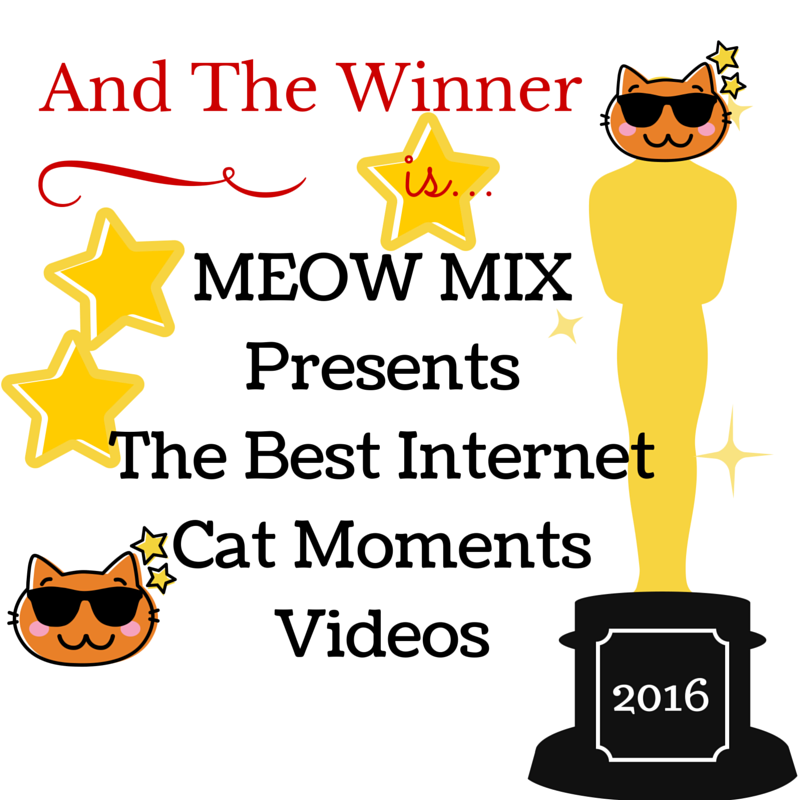 And The Winner Is... Meow Mix Presents the Best Internet Cat Moments Videos