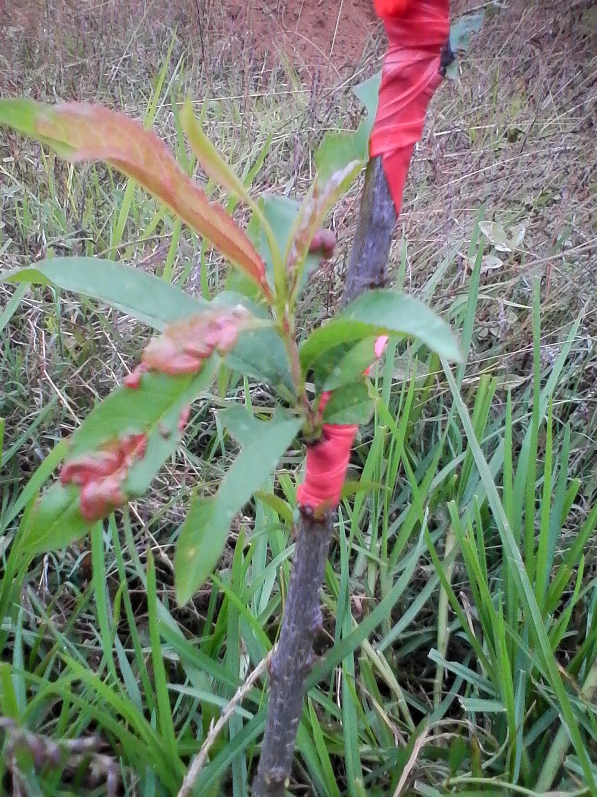 verrucosis en durazno (Agri OSB): verrucosis en durazno (Tafhrina ...