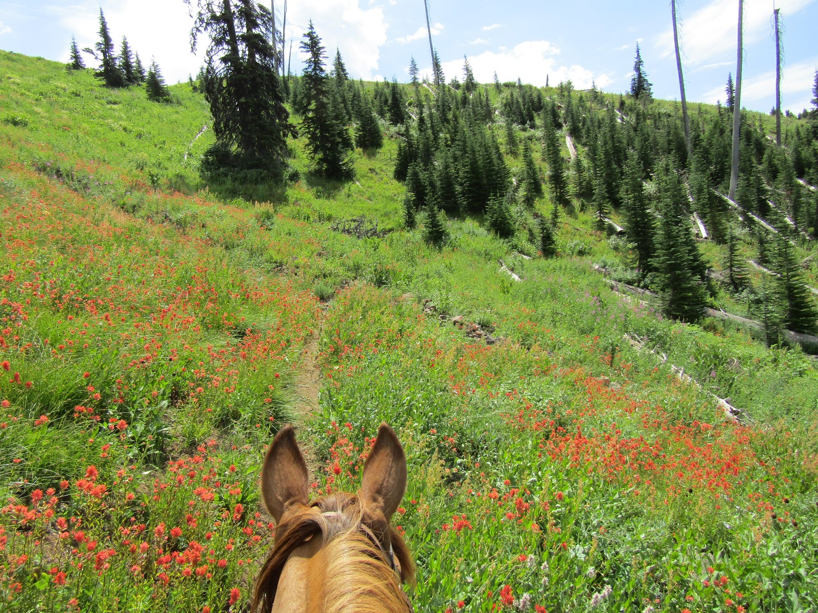 Holly's Horse Tales and Trails: Moss Springs and North Fork John Day ...