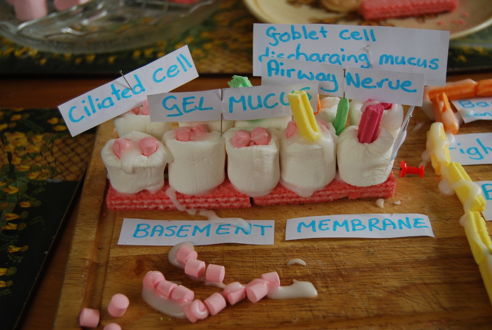 Ol Mother Hubbard: Science Fun- Specialised Cells. The Goblet Cell.
