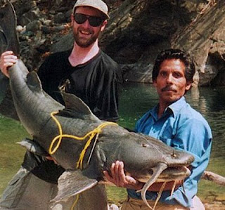 Giant Devil Catfish - The Goonch Catfish: Goonch Catfish Pictures