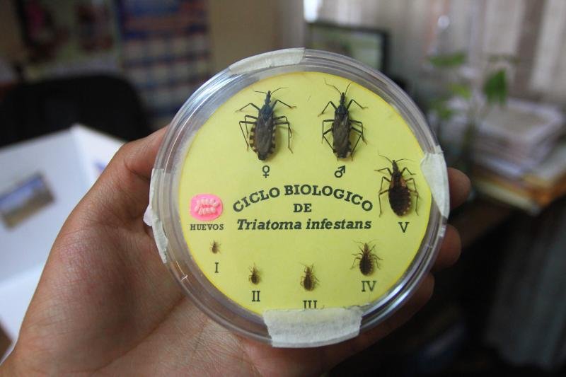 PLAAN : Chirimacha - Triatoma infestans