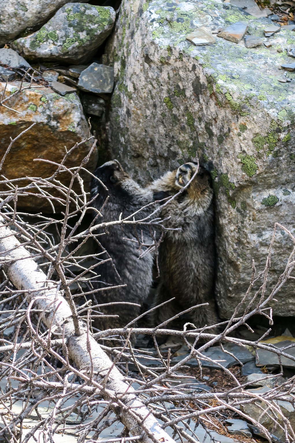 A Map and a Mustang: Marvelous marmots
