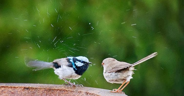 Variety of Life: Malurus