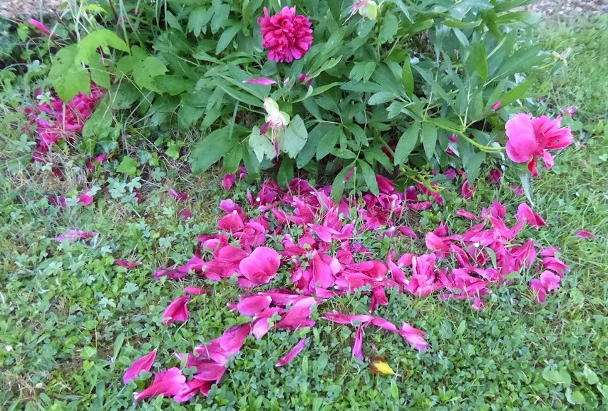 Living the life in Saint-Aignan: Bleu - blanc - rouge