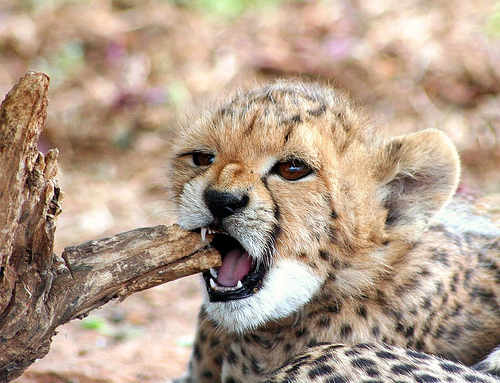 Cute Animal Pets: Cute Cheetah Pets
