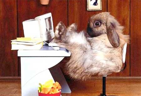 Funny hare photos hq ~ unique animal wallpapers