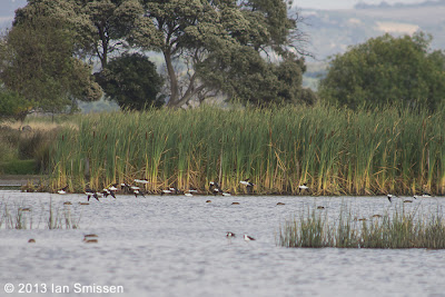 A passion for birds...: Jerringot Wetlands and Hospital Swamp