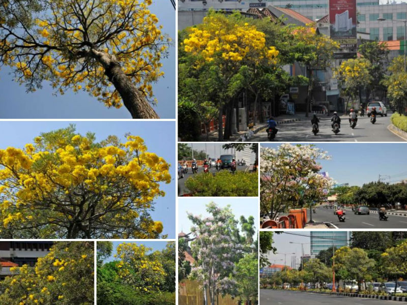 Bunga di Tepi Jalan ~ Seruni