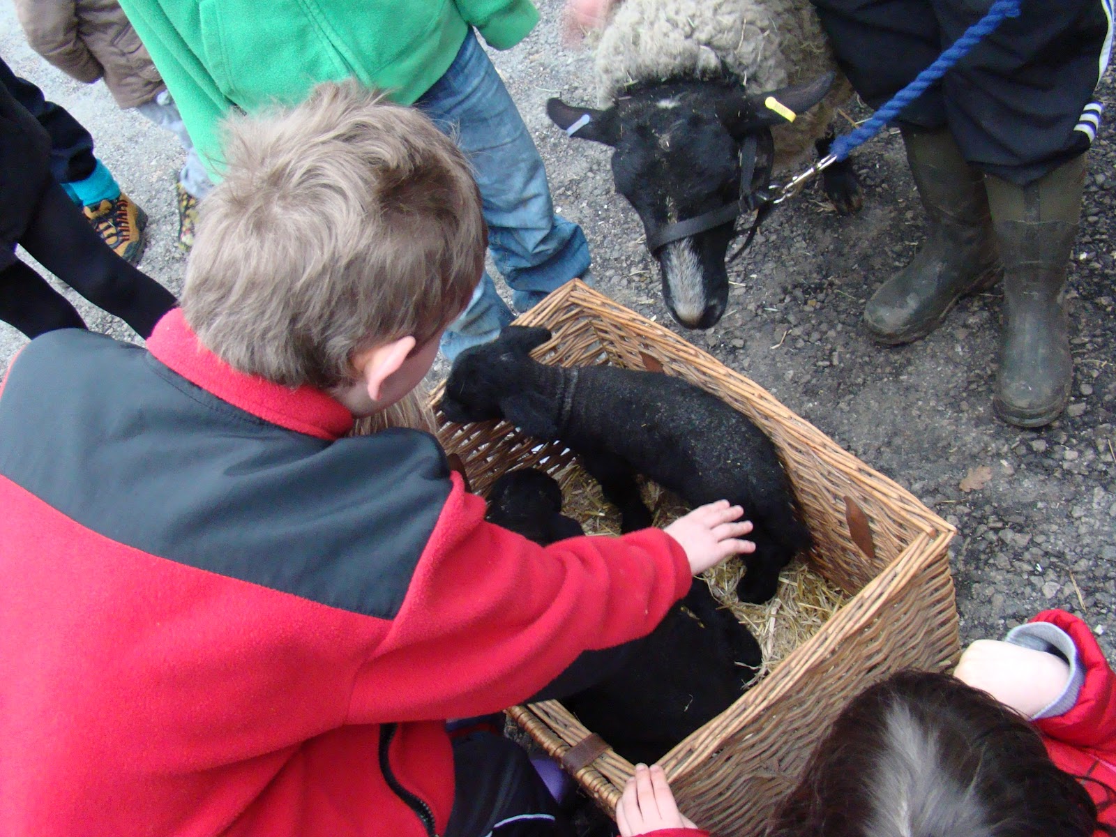 Belangers in the UK: Chatsworth Farmyard & Adventure Playground