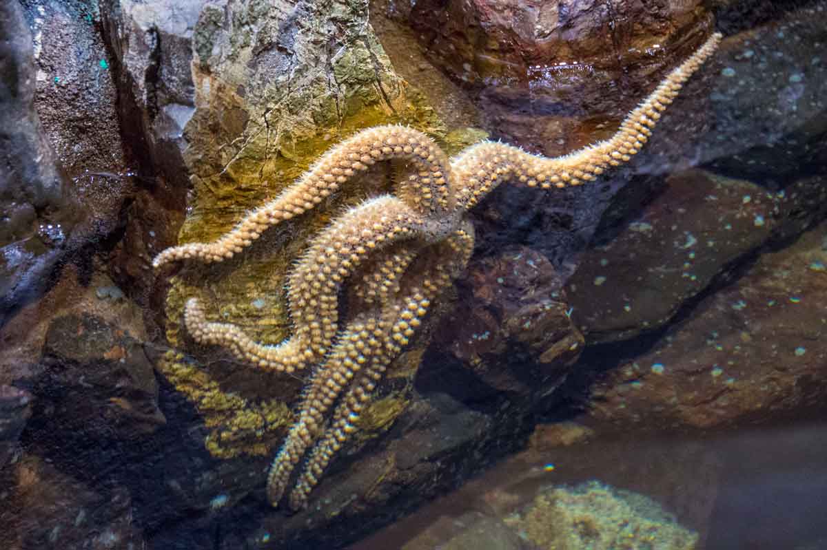 Kissack Adventures: My Hands Smell Like FISH!!!