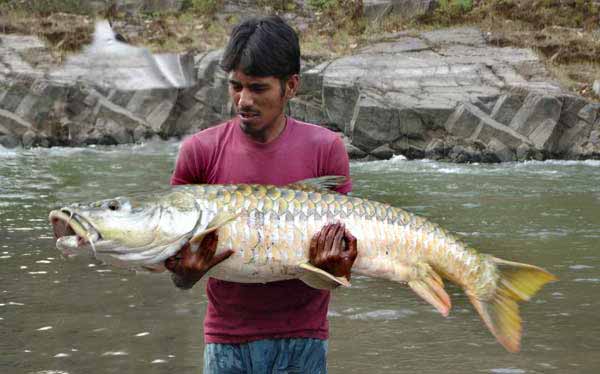 Spreebird wildlife: Mahseer (National Fish of Pakistan)