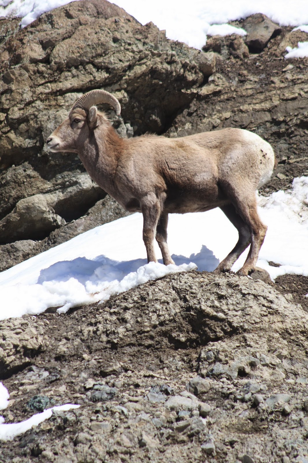 Flyover Country: Realm of the mountain sheep