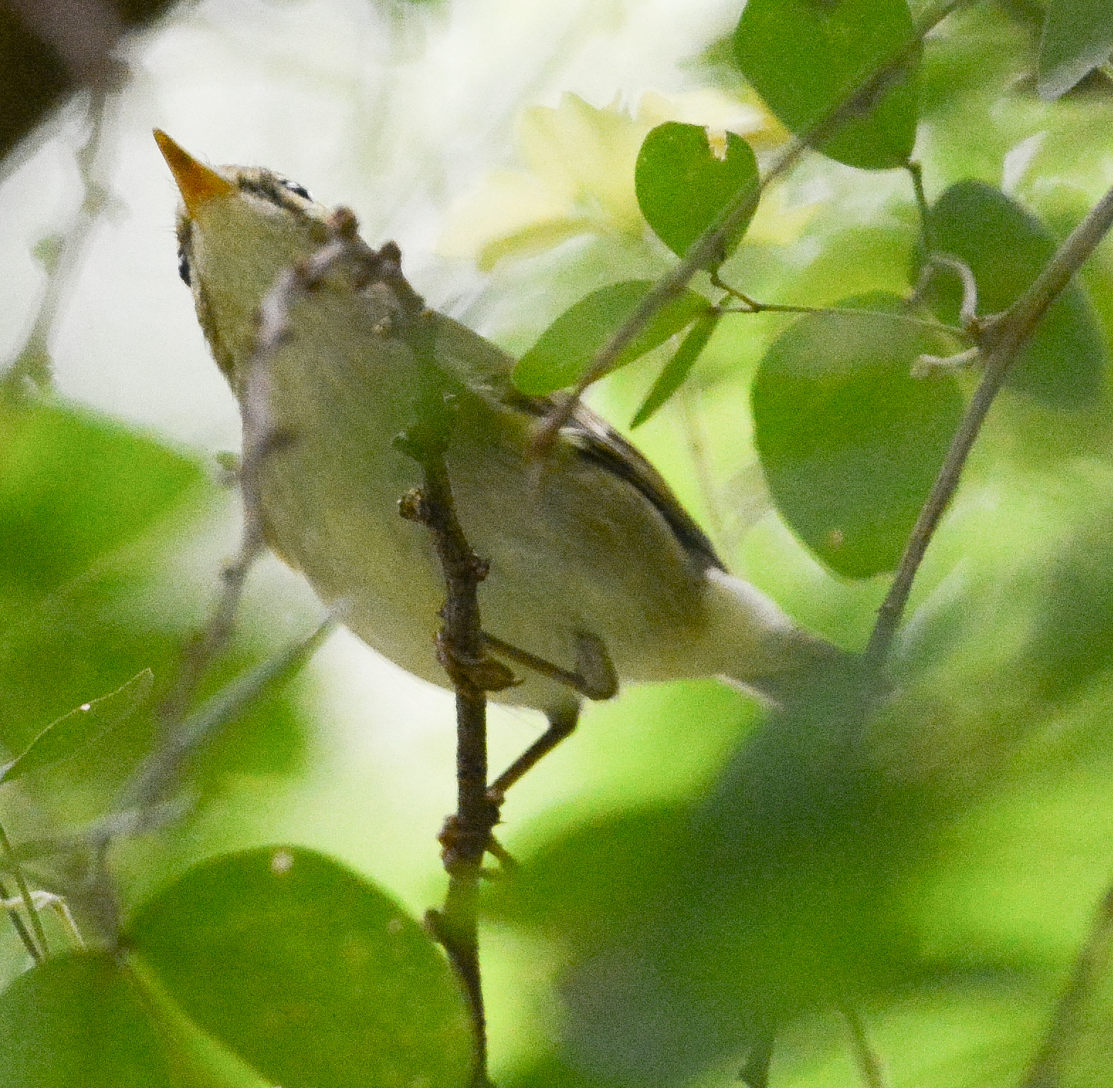 Bangkok City Birding