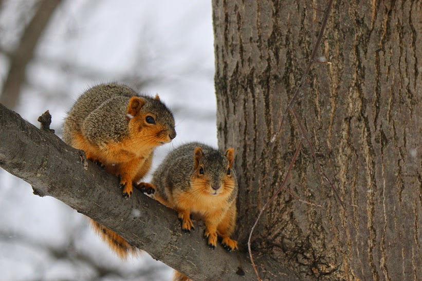 Michigan Exposures: Squirrels!