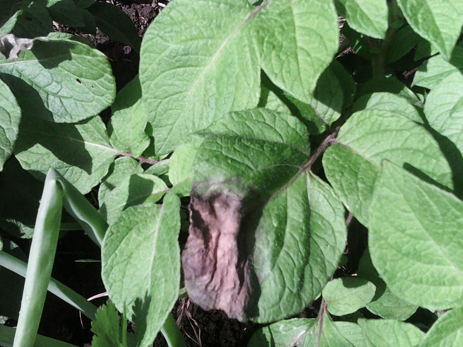 No deje que la enfermedad del tizón se haga presente apliquefunguicidas ...