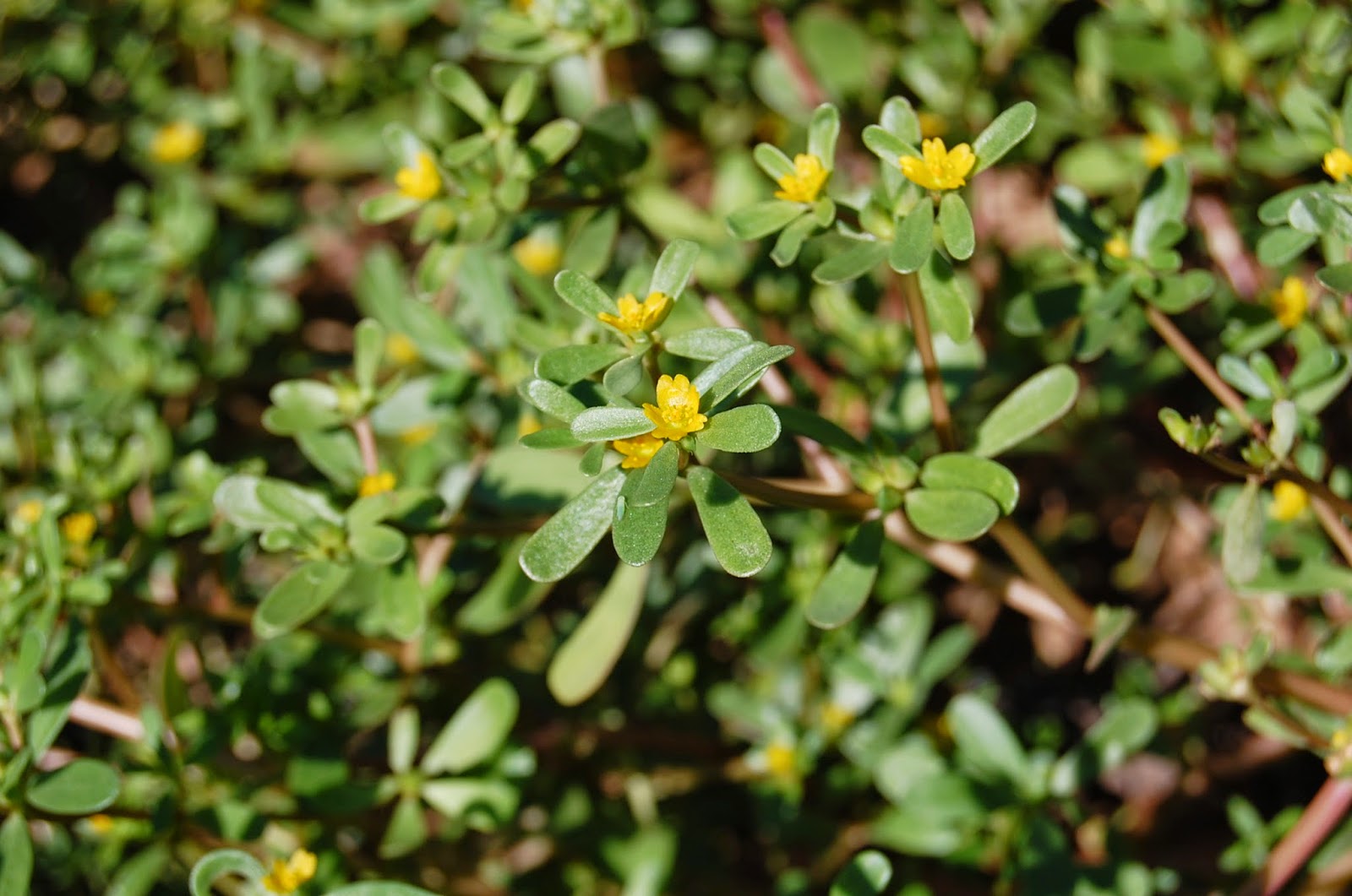 bradpetehoops: Purselane, Kulasiman, Gulasiman, Ulasimanpu