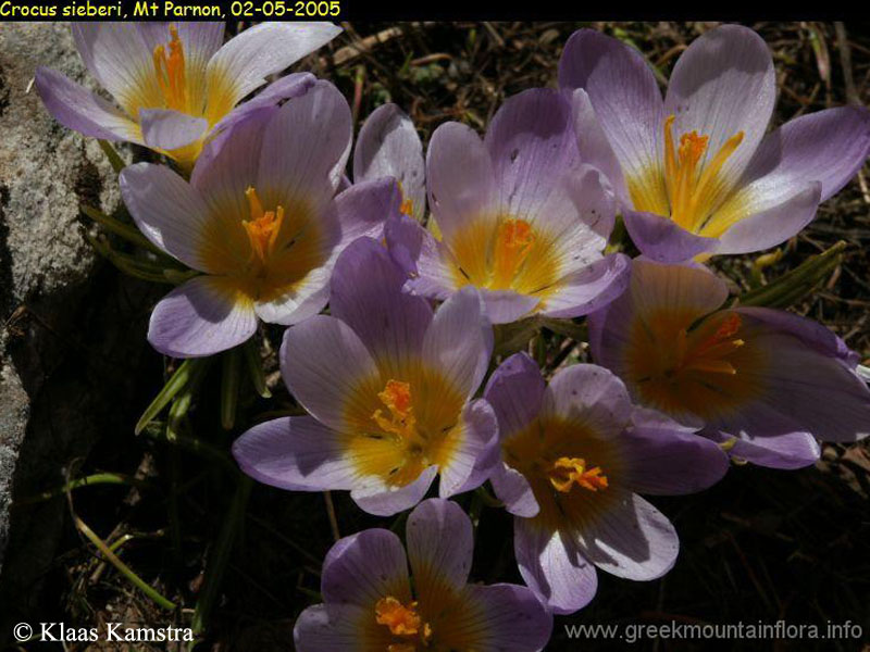 The Country Of Crocuses: Crocus sieberi subsp. sublimis (C. atticus ...