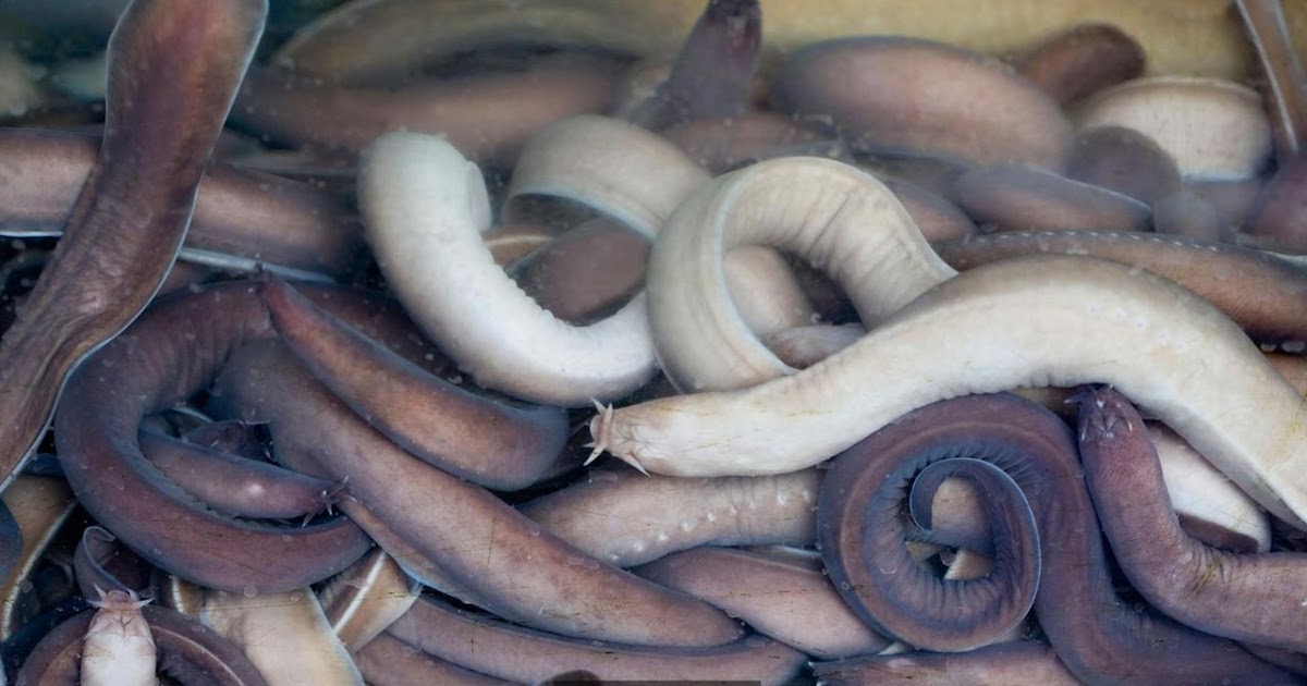 The Disaffected Lib: WTF? Hagfish. Who in Hell Eats Hagfish?