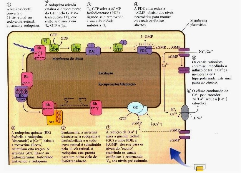 Cascata e Sinalização na Bioquímica: 6ª Postagem - Transdução Sensorial ...