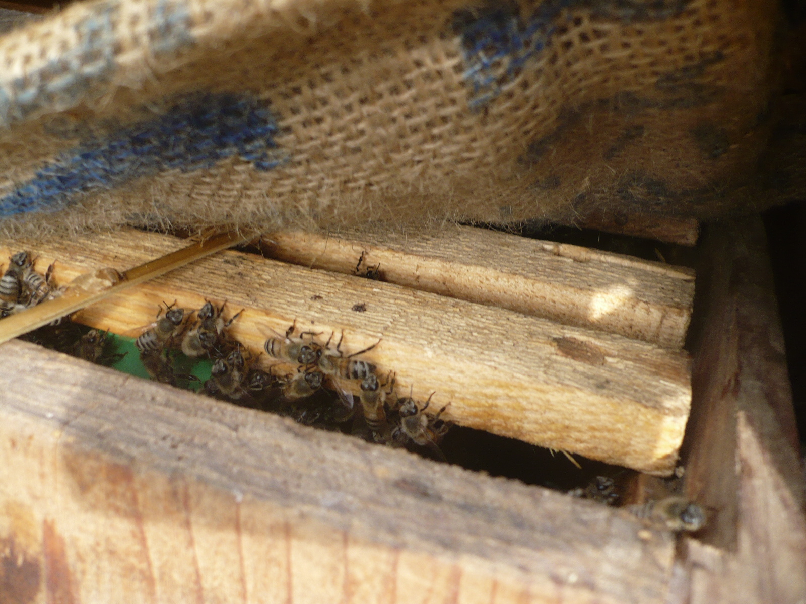 A Detour by Way of the Beehive: Modern Egyptian Beekeeping (in Pictures)