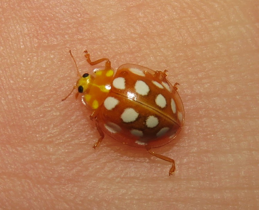 Northwest Norfolk Naturalists: Ladybird Day Listing