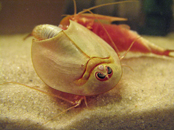 Arthropoda ~ Dunia Hewan