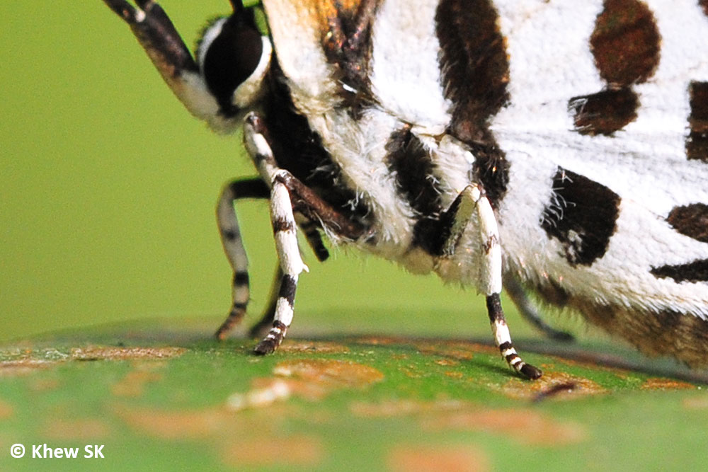 Butterflies of Singapore: The Butterfly Legs