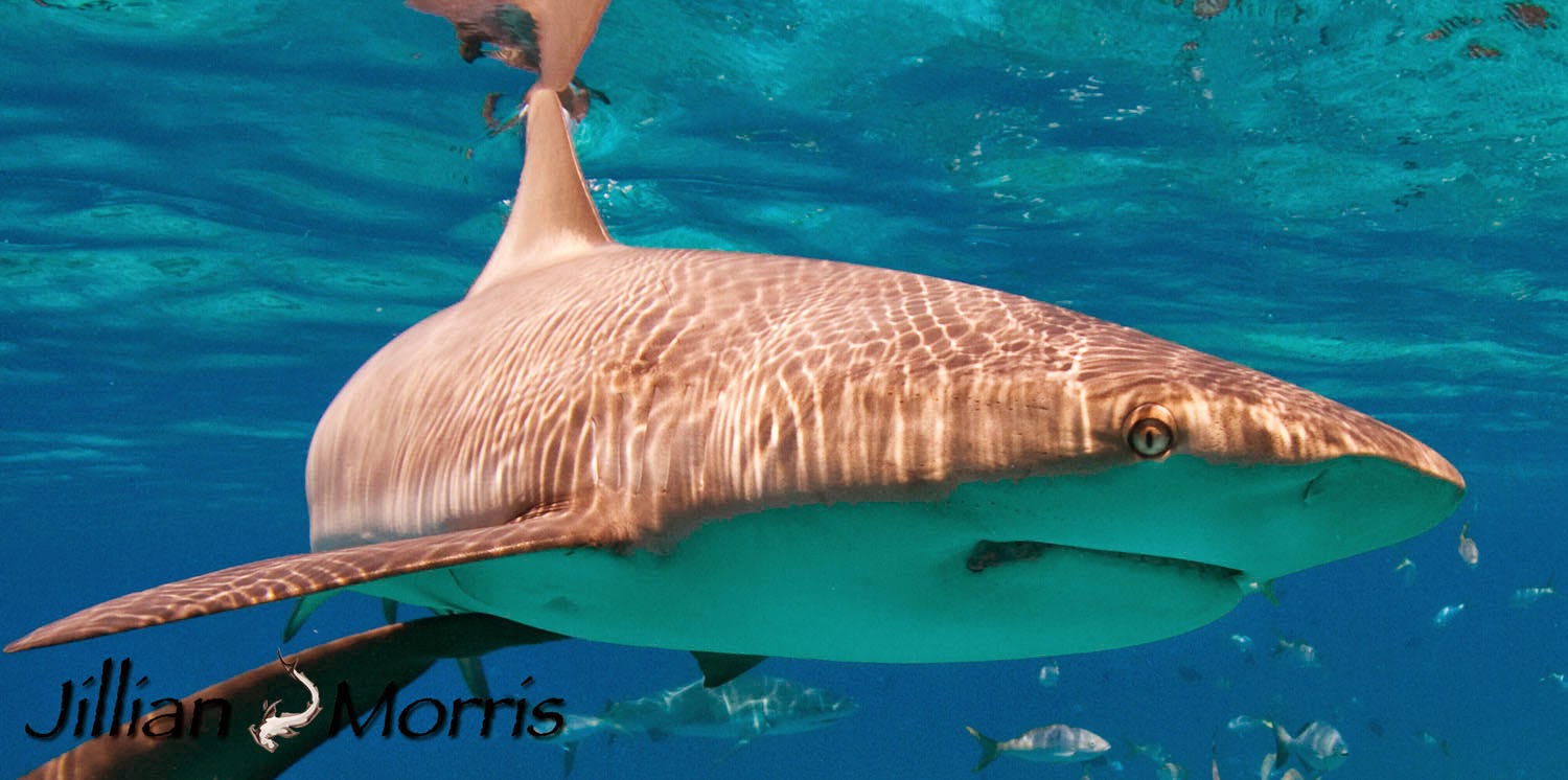 THE ADVENTURES OF SHARK GIRL : Shark Sunday: Caribbean Reef Shark Encounter