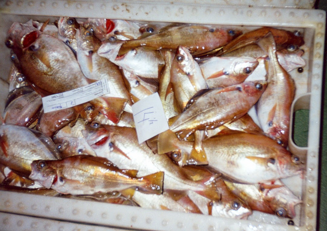 El rincón de Mundín: PESCADOS: EL ABADEJO Y LA FANECA